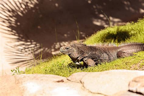 Cuban Rock Iguana Cyclura Nubile Cuban Species One Photo Background And