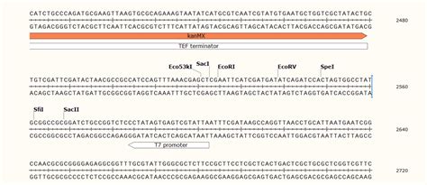 Pbluescript Ii Ks Plasmid Pbluescript Ii Ks Pbluescript Ii Ks