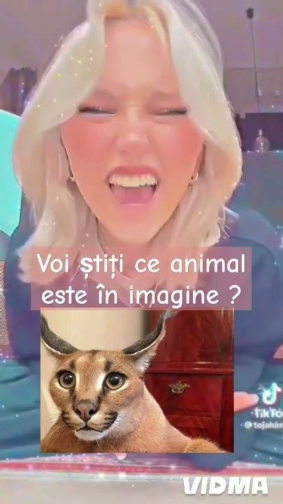 Fllopa 🐱 Youtube