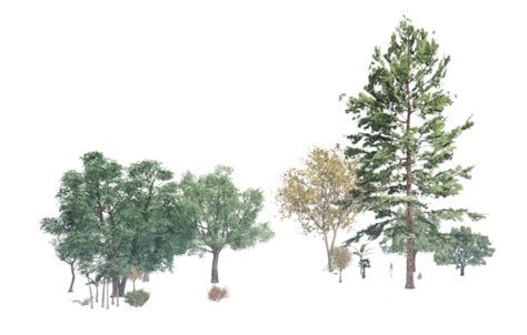 Some Tree Revit Models Thousands Of Free Autocad Drawings
