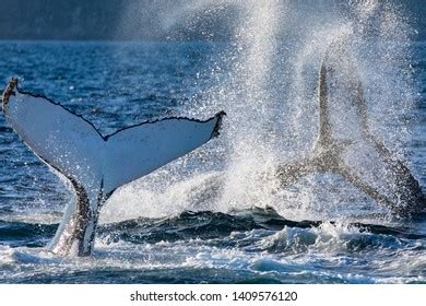 Tail Slap Royalty-Free Images, Stock Photos & Pictures | Shutterstock