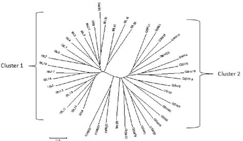 unrooted tree for 45 qpm inbred lines based on rogers 1972 genetic