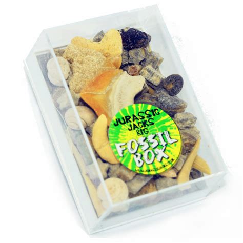 Fossil Chest Gift Set Jurassic Jacks Fossil Shack