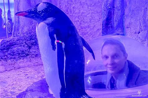 Merlin Pass Annual Merlin Pass Attractions Honest Review