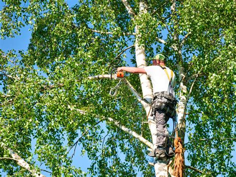 Tree Pruning Vs Trimming Are They The Same Thing