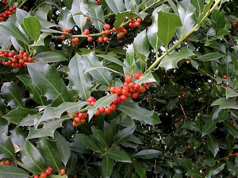 Ilex Aquifolium L Naviga La Flora Flora Modena