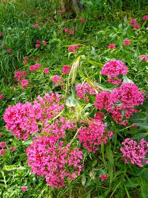 Flor De Melisa Planta Propiedades Medicinales Y Cuidados Teleflor