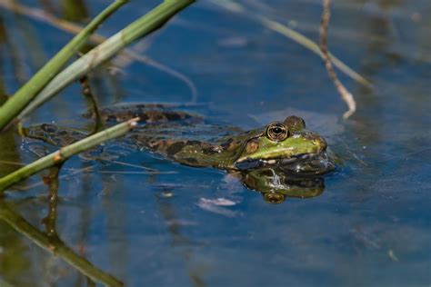 Fotografie „Skokan skřehotavý“ | Galerie Megapixel