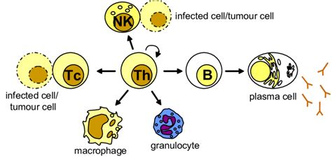T Helper Cells May Influence A Vast Variety Of Cells In The Immune System Download Scientific