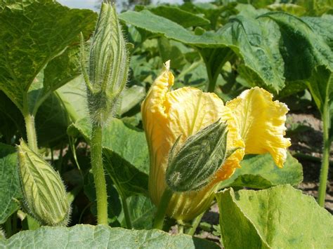 картинки природа ферма лист цветок страна Пища Сельское хозяйство уборка урожая