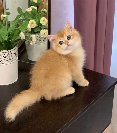 О питомнике британских золотых шиншилл в Москве | Belaya Noch'