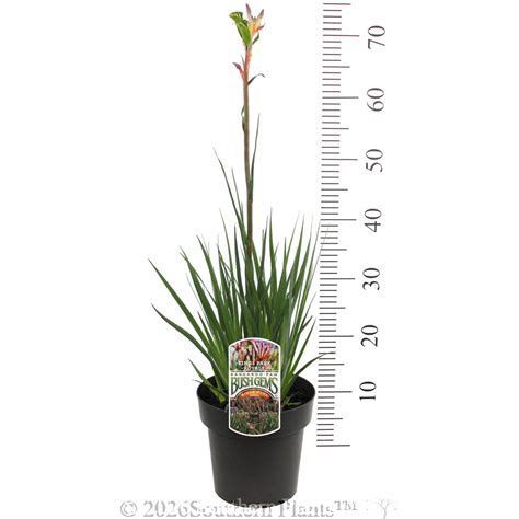 Anigozanthos Kings Park Royale Pbr Kangaroo Paw 180mm Southern Plants