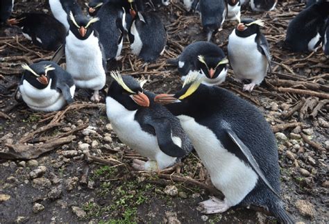 Heterospecific Pair Of A Male Snares Crested Penguin Left Standing