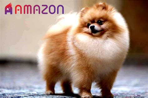 آشنایی با سگ نژاد پامر مجموعه پرورش حیوانات خنگی آمازون زوو فروش تجهیزات