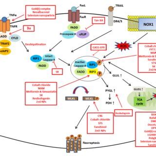 Reactive Oxygen Species ROS Generation And Modulation Of Cell Download Scientific Diagram