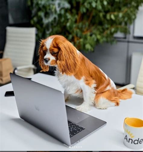 maryia sauko on linkedin vacancy job andersen eu poland english