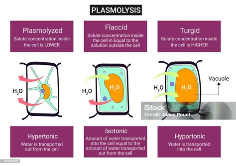 Plasmolysis Is The Process In Which Cells Lose Water In A Hypertonic
