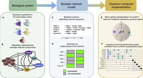 Leveraging Quantum Computing For Dynamic Analyses Of Logical Networks In Systems Biology Patterns