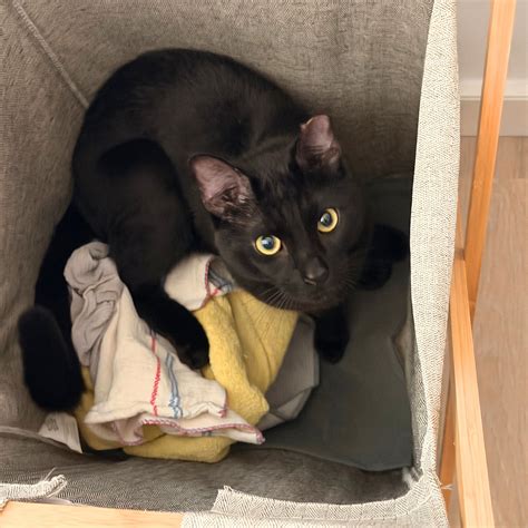 Smurfs Friend Elmo Brooklyn Cat Cafe