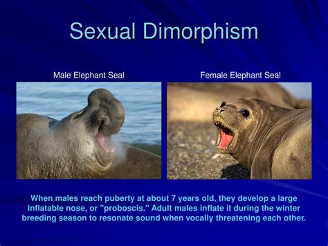 Ppt Elephant Seals Powerpoint Presentation Free Download Id3878825