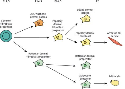 Fibroblast Cells Reveal Their Ancestry 59 Off