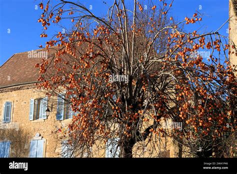 This Tree Is A Persimmon Tree Whose Fruit Is Persimmon Ripe Persimmons On A Persimmon Tree In