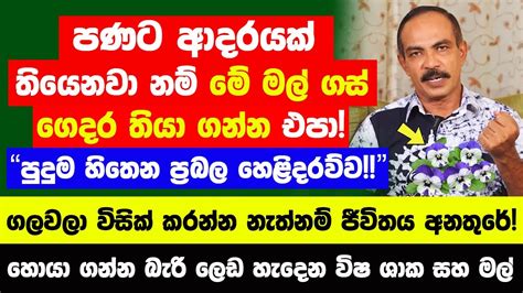 පණට ආදරයක් තියෙනවා නම් මේ මල් ගස් ගෙදර තියා ගන්න එපා ගලවලා විසික් කරන්න නැත්නම් ජීවිතය අනතුරේ