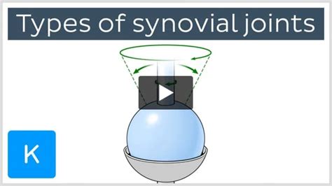 Synovial Membrane Definition And Function Kenhub