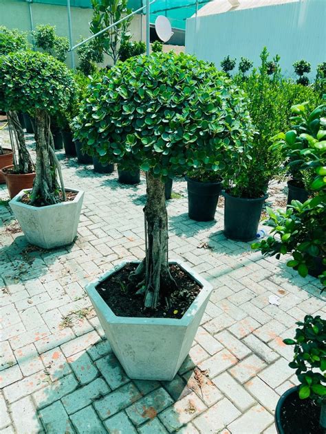 Ficus Panda Single Head Hamad Khalid Agricultural Co Llc