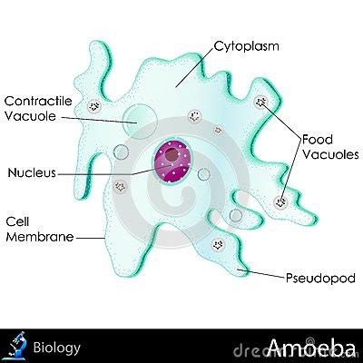 Amoeba Structure