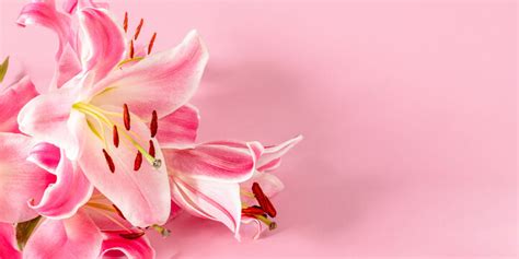 Exquisite Pink Lily Wallpaper For A Floral Touch
