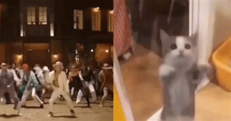 Suga Cat Dance Bts Suga  Suga Cat Dance Suga Cat Bts Suga