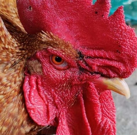 Ninjas Cl Domepunk Bibliotecas Para Juegos Con Wren