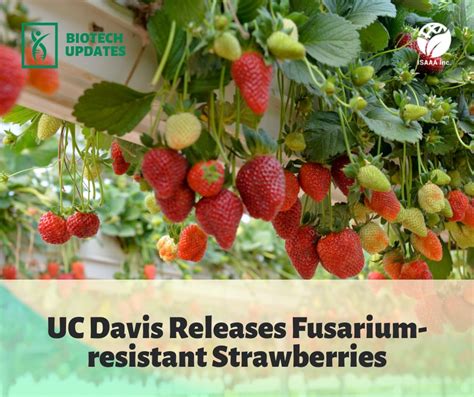 Gerema Amente On Linkedin Five New Strawberry Varieties With