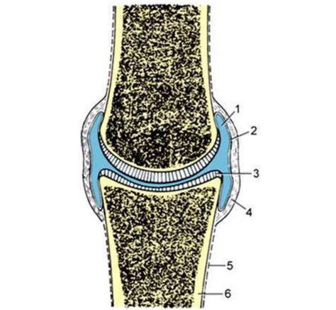 섬유관절 Fibrous Joints 다이어그램 Quizlet 섬유관절 Fibrous Joints 다이어그램 Quizlet