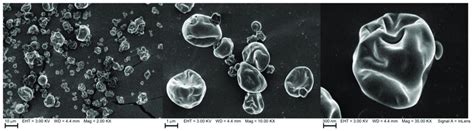 Scanning Electron Microscopy Sem From Microencapsulated Oil Of Sacha