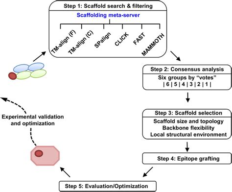 Schematic Flow Of An Epitope Scaffold Design Pipeline Based On The Download Scientific Diagram