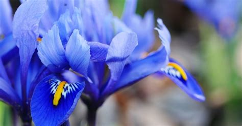 How To Plant Iris Reticulata Pixie Jparkers