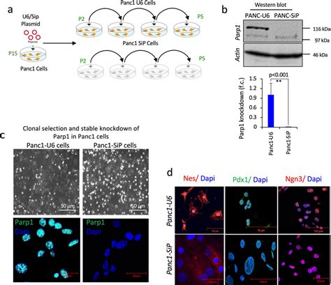 Creation Of Parp1 U6 And Parp1−− Sip Cells For Functional