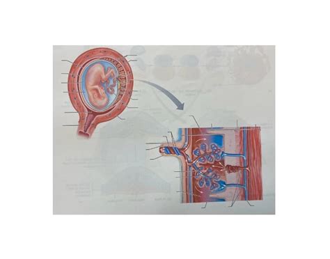 Mature Decidua Basalis Quiz