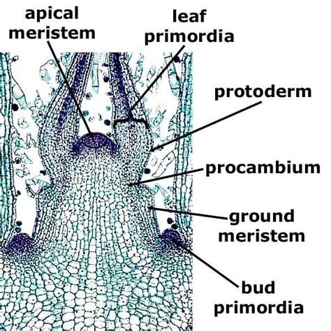 Xylem Tissue Longitudinal Section Populus Stem 100x At