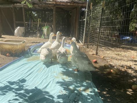 My Son Was No Longer Using His Slip And Slide So We Turned It On For The Ducks They Stayed In