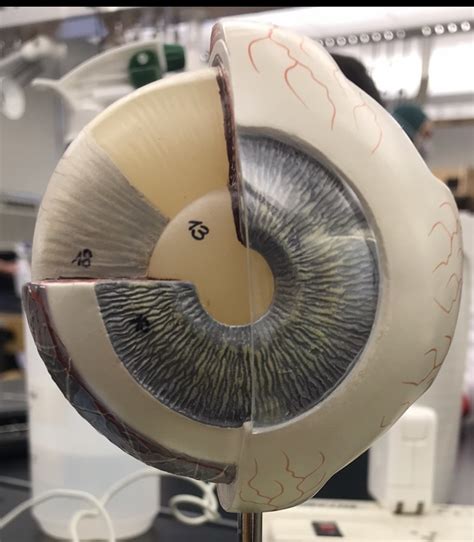 Eye Model Diagram Quizlet