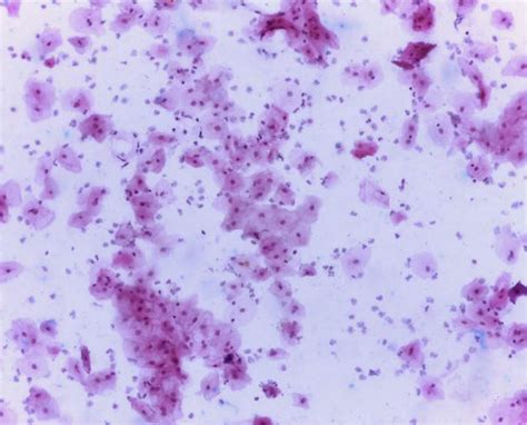 Histology Flashcards Quizlet