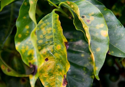 Coffee Rust Plant Disease Description Symptoms And Control Britannica