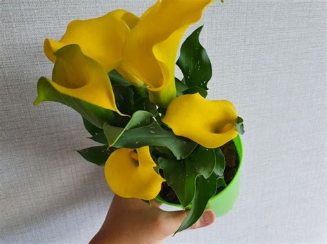 카라꽃 키우기 구근심기 물주기 카라꽃말 네이버 블로그