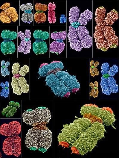 Medical Microbiology میکروبیولوژی پزشکی Human Chromosomes Coloured Scanning Electron