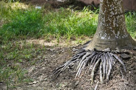 Premium Photo A Tree With The Roots Exposed And The Tree Is Surrounded By Grass