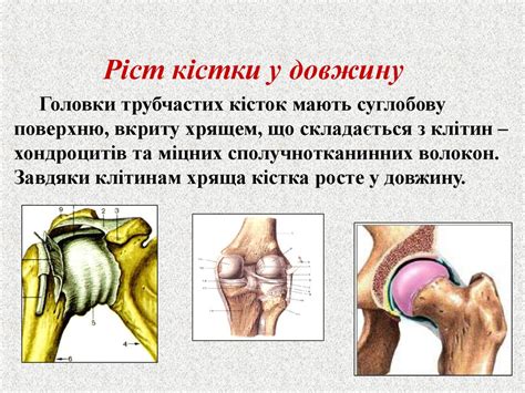 Скелет кінцівок презентация онлайн