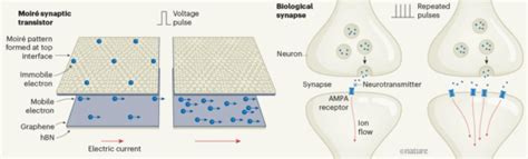 El Transistor Sináptico De Moiré La Ciencia De La Mula Francis